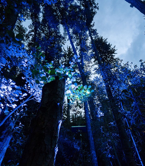 The Enchanted Experience » LUMA Enchanted